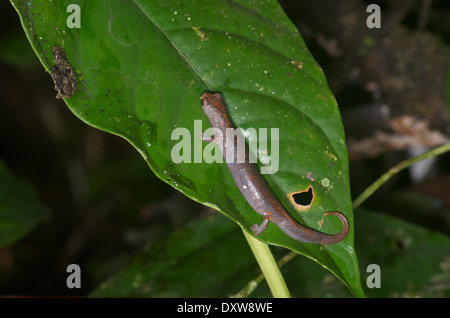 climbing salamander in the amazon rainforest, ecuador Stock Photo - Alamy