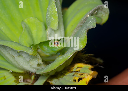 A Spotted Hatchet-faced Frog (Sphaenorhynchus dorisae) hanging out in ...