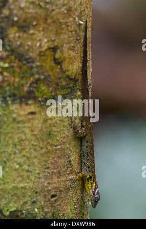 Male Bridled forest gecko (Gonatodes humeralis) in the rainforest in ...