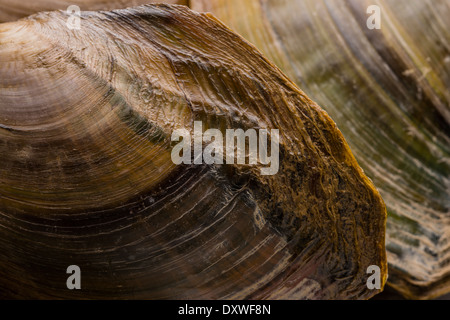 Chinese pond mussel, Sinanodonta woodiana Stock Photo - Alamy