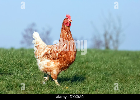Domestic Chicken, Lohmann Classic, freerange hens, flock encouraged to ...