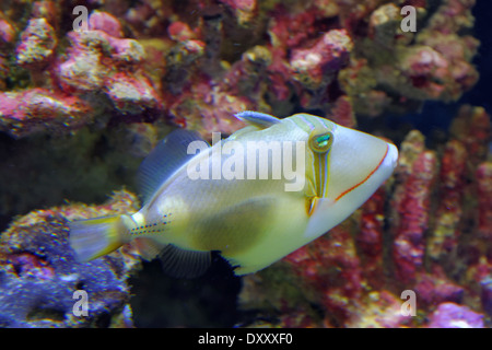 Bursa Triggerfish is also known as the Black Patch Triggerfish or ...