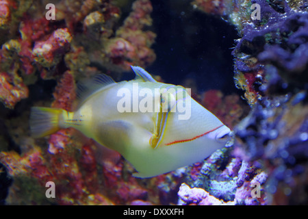 Bursa Triggerfish is also known as the Black Patch Triggerfish or ...