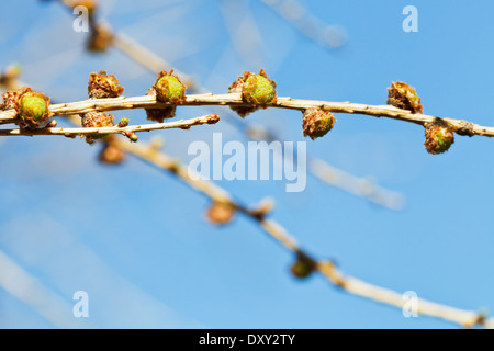 green buds on larch tree twig close up with blue spring sky background ...