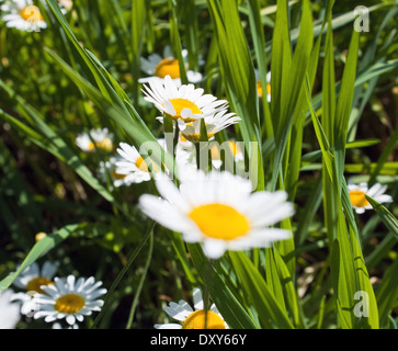 Chamomile meadow in summer time Stock Photo - Alamy