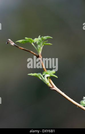 Sunny new growth Stock Photo - Alamy