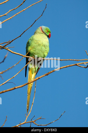 Female Rose-Ringed Parakeet Eating a Peanut Stock Photo - Alamy
