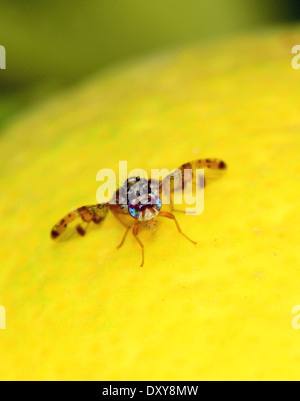 fruit fly close up of compound eyes sitting on a wall Stock Photo - Alamy