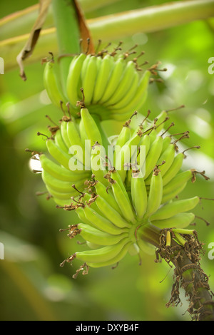 A pod of bananas on a banana tree in the rain forest of the Amazon ...