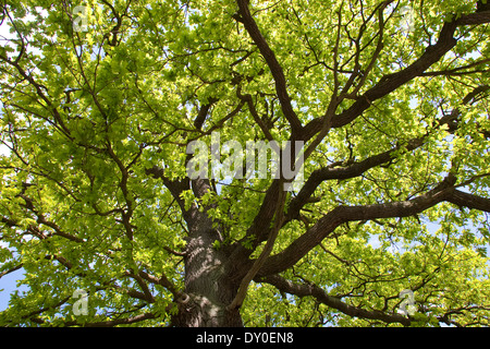 English Oak, oaks, treetop, crown, Stiel-Eiche, Stieleiche, Eiche ...