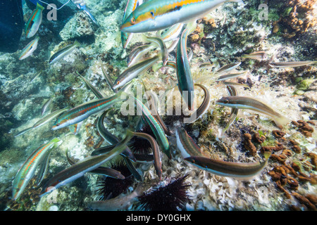 Sea life, School of fish, Adriatic Sea, Dalmatia, Croatia Stock Photo ...