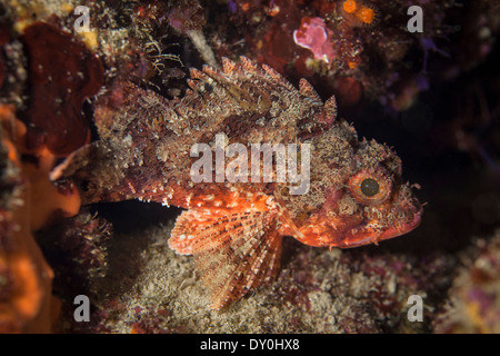 Red scorpionfish, Adriatic sea, Croatia Stock Photo - Alamy