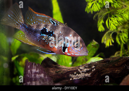 Breeding Ellioti cichlid Stock Photo - Alamy