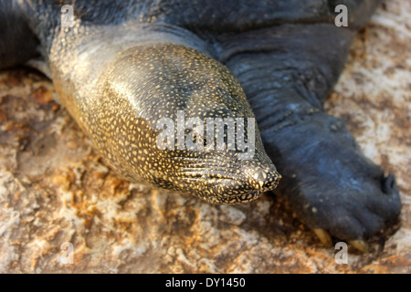 African softshell turtle or Nile softshell turtle (Trionyx triunguis ...