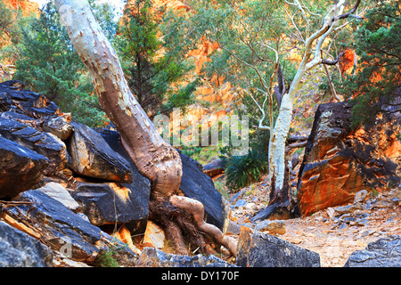 ghost gums rock formations Stanley Chasm outback West MacDonnell Ranges ...