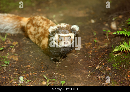 European Marbled Polecat (Vormela peregusna) in natural habitat Stock ...
