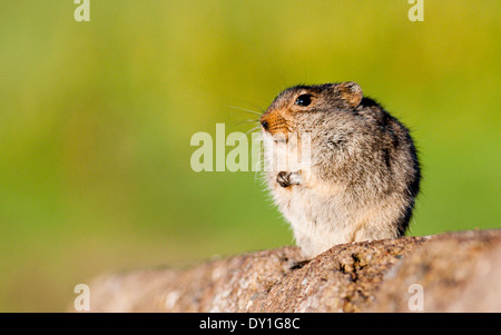 A Sloggett's Vlei Rat (Otomys sloggetti) at Sani Pass, Lesotho Stock ...