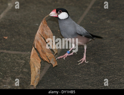 Java Finch (padda oryzivora) and nest Stock Photo - Alamy
