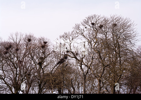 Carrion Crows Nests In Treetops Stock Photo - Alamy