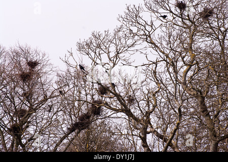 Carrion Crows Nests In Treetops Stock Photo - Alamy