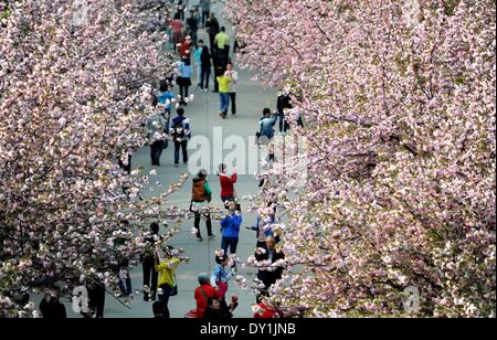 Hefei, China's Anhui Province. 3rd Apr, 2014. A woman takes photos of ...