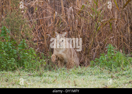 The jungle cat, also called reed cat and swamp cat, is a medium-sized ...