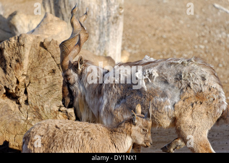 Bukharan Markhor, also known as Turkomen Markhor or Tadjik Markhor ...