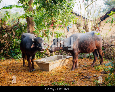Domestic water buffalo in rural village Stock Photo - Alamy