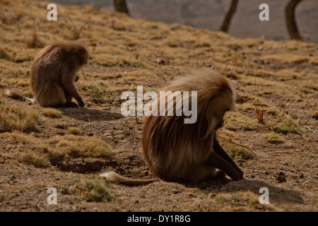 Gelada Monkeys eating Grass in Ethiopian Africa Mountains trees Stock ...