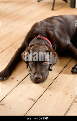 Chocolate Labrador portrait Stock Photo - Alamy