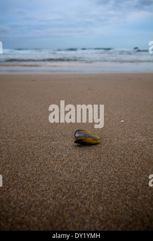 Clam shell on the beach on a hot summer day Stock Photo - Alamy