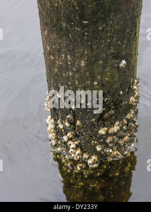 Barnacles at Waterline, Florida, USA Stock Photo - Alamy