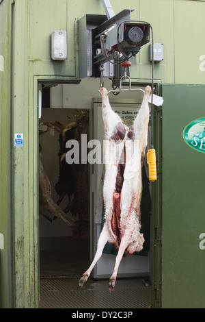 A Fallow deer carcass hanging from a hoist on a larder after being ...