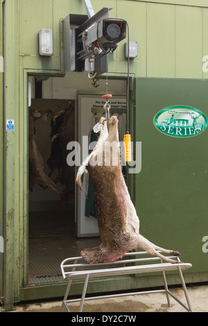 A Fallow deer carcass hanging from a hoist on a larder after being ...