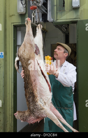 A Fallow deer carcass hanging from a hoist on a larder after being ...