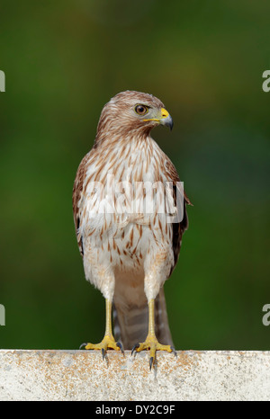 Red-shouldered Hawk Buteo lineatus adult mantling young in nest Stock ...