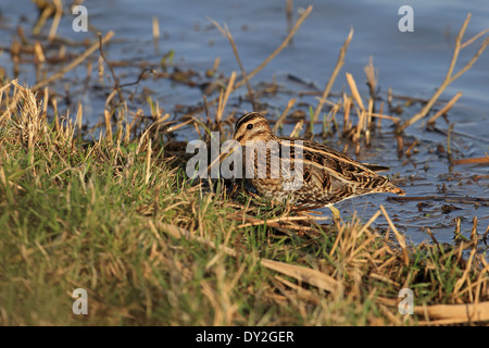 Common Snipe (Gallingo gallingo Stock Photo - Alamy