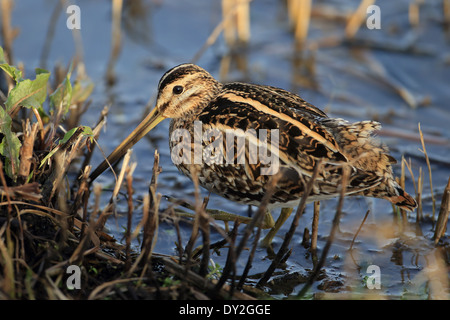 Common Snipe (Gallingo gallingo Stock Photo - Alamy