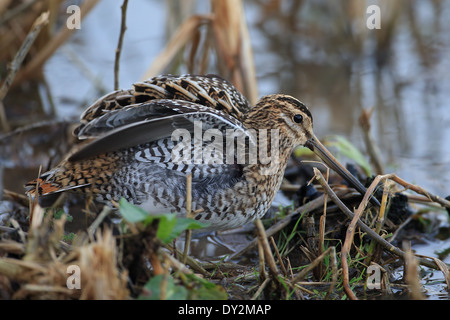 Common Snipe (Gallingo gallingo Stock Photo - Alamy