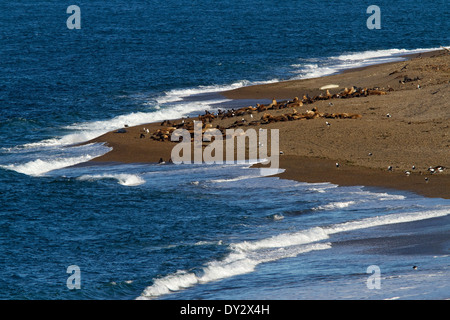 Sea lions, Peninsula Valdes, Patagonia, Argentina Stock Photo - Alamy