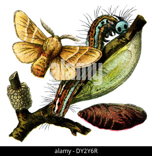 Lackey moth (Malacosoma neustria). Illustration from 'The Aurelian: or ...