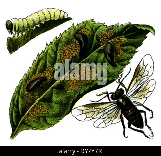 Pear or cherry slug sawfly, Caliroa cerasi, larva on a cherry leaf ...