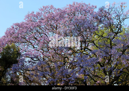 Spring in Mexico City, jacaranda trees in bloom Stock Photo - Alamy