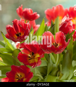A red tulip on a background of unfocused green leaves . Selective focus ...
