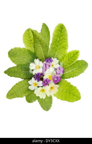 Primrose flowers and foliage isolated against white Stock Photo - Alamy