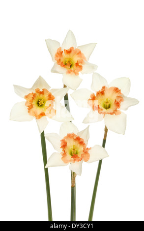 White flowers with yellow centers bloom on potato plants in a garden ...