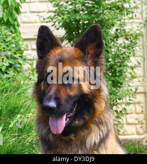 A vertical shot of a German shepherd outdoors Stock Photo - Alamy