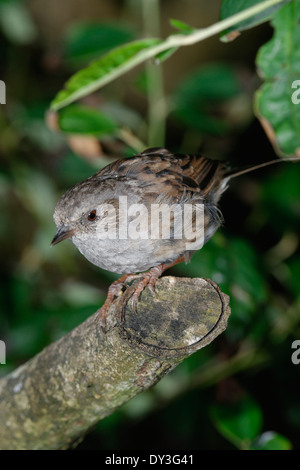 Welsh Garden Birds: Dunnock in flight Stock Photo - Alamy