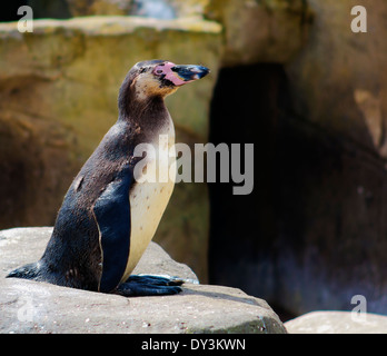 A Penguin basking on a rock Stock Photo - Alamy