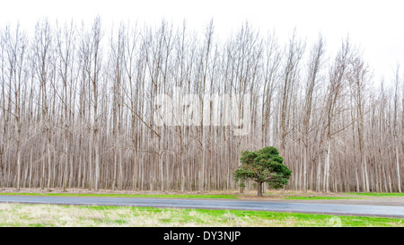 Lone tree in Oregon farm land Stock Photo - Alamy